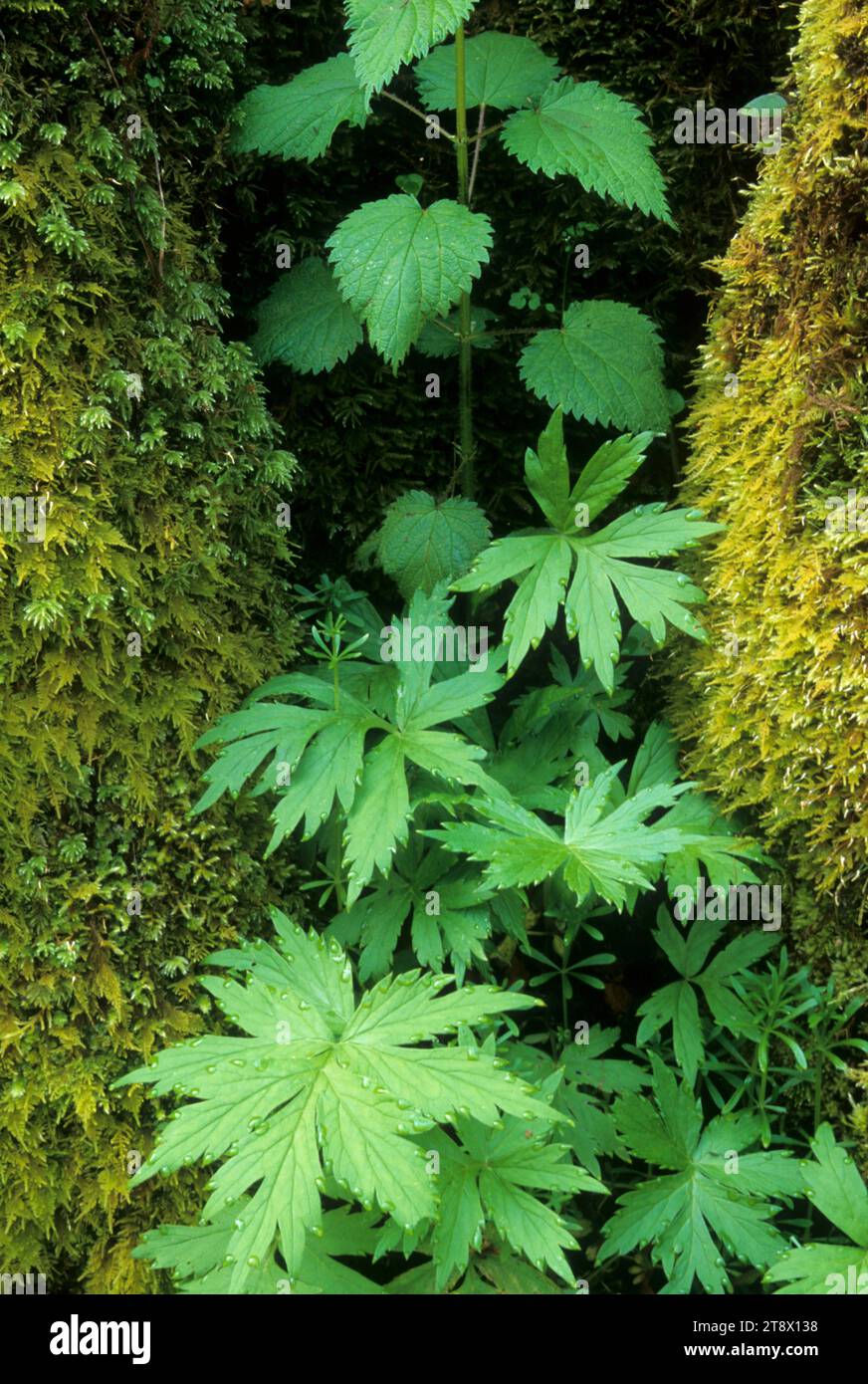 Waterleaf & nettles at base of bigleaf maple, Alder Glen Recreation ...