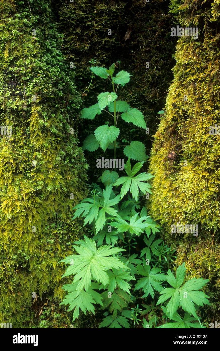 Waterleaf & nettles at base of bigleaf maple, Alder Glen Recreation ...