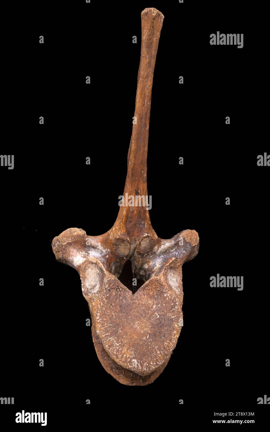Elephant fossils hi-res stock photography and images - Alamy