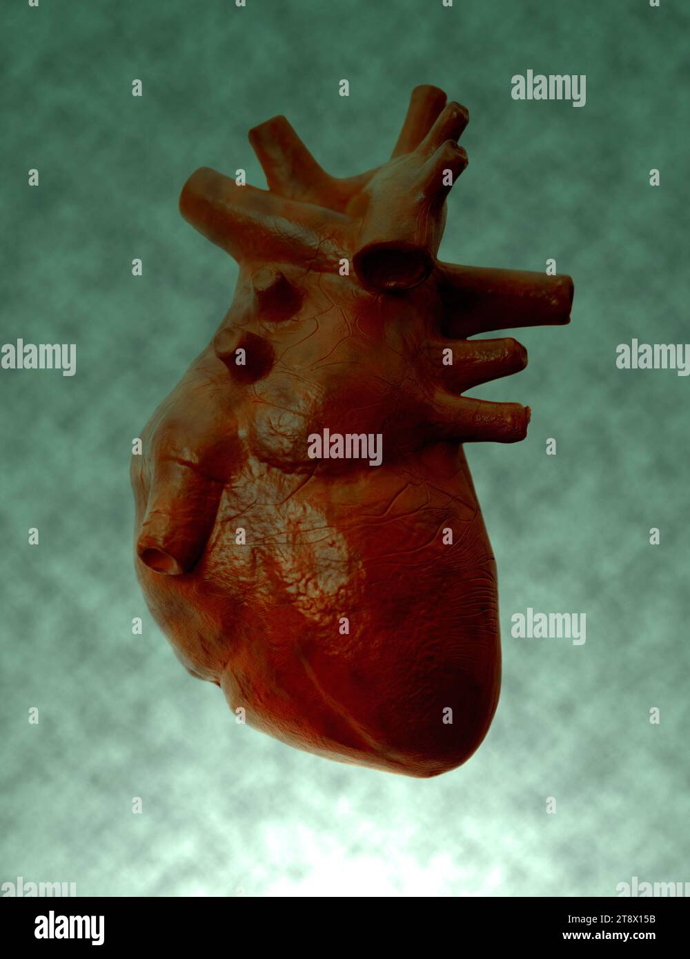 Human heart model,concept of cardiology, health care, human organ ...
