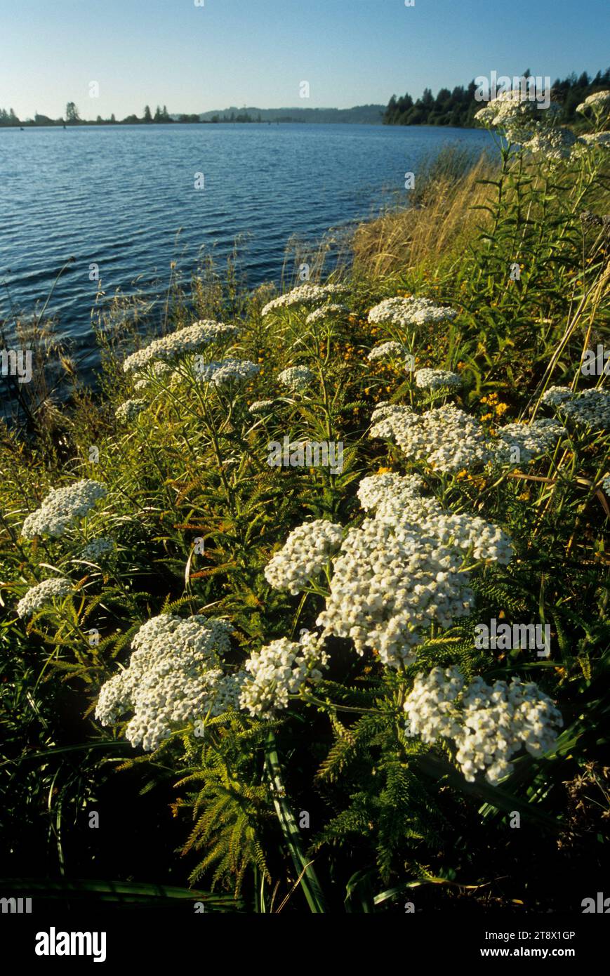Youngs River Bay with Western yarrow, Astoria, Oregon Stock Photo - Alamy