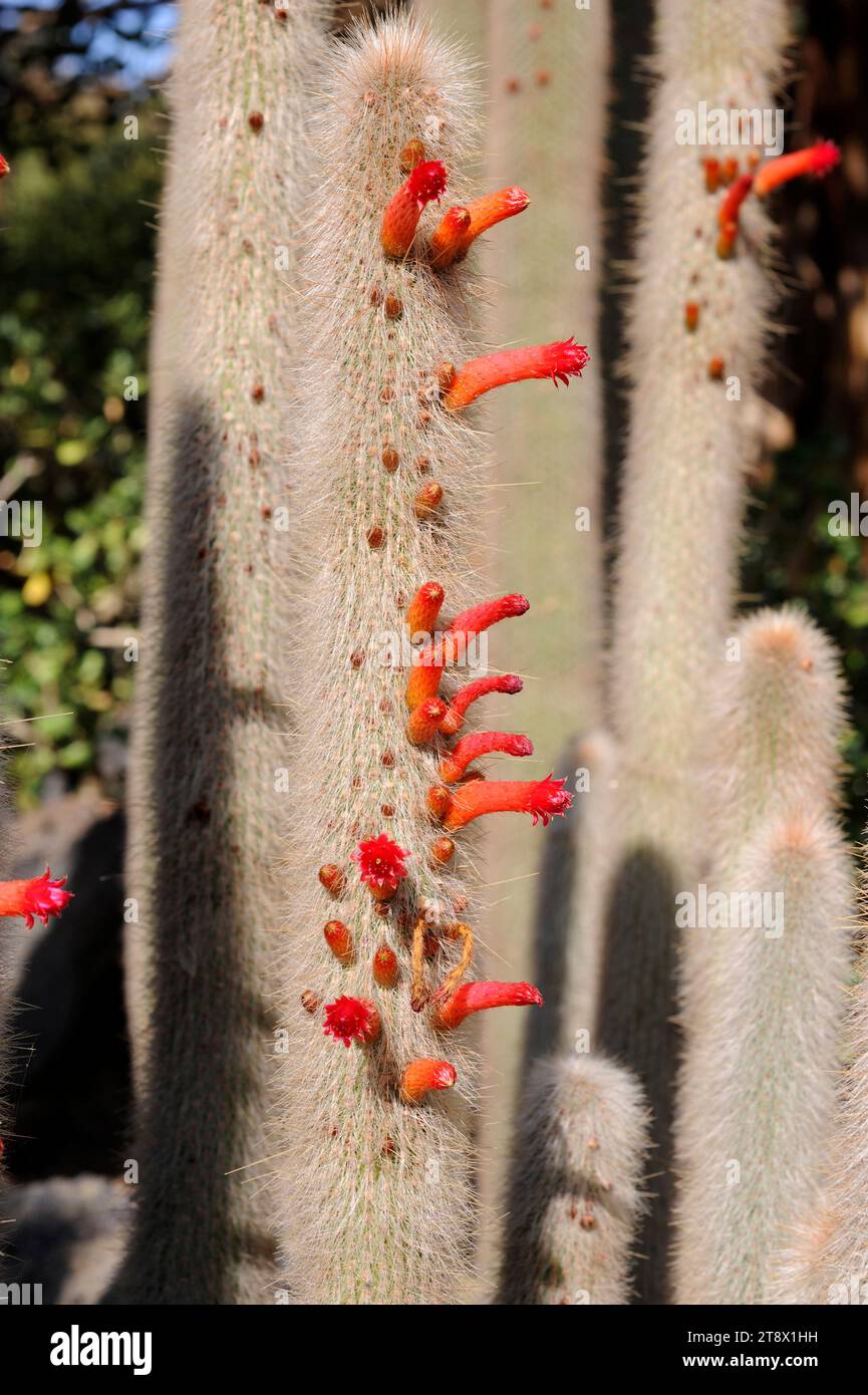 Cleistocactus hyalacanthus is a cactus species endemic to Argentina and ...