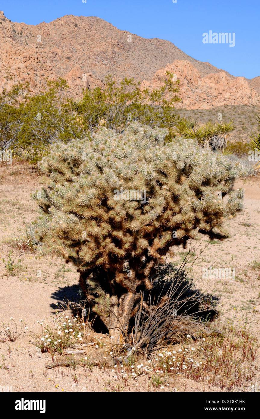 Silver cholla cactus hi-res stock photography and images - Alamy