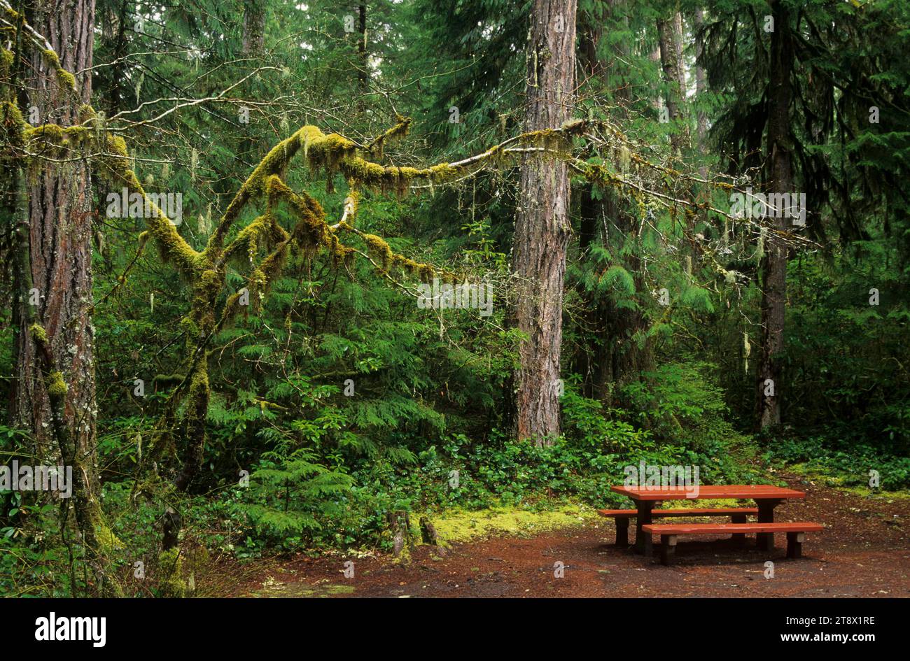 Picnic table in Humbug Campground, Willamette National Forest, Oregon ...