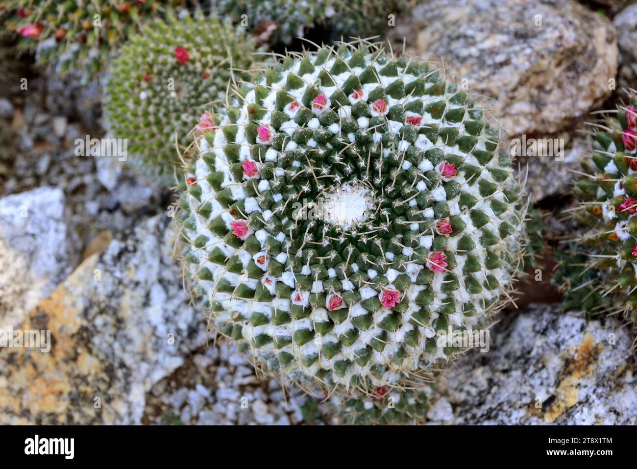 Globe cactus or nipple cactus (Mammillaria sp.) is a spherical cactus ...