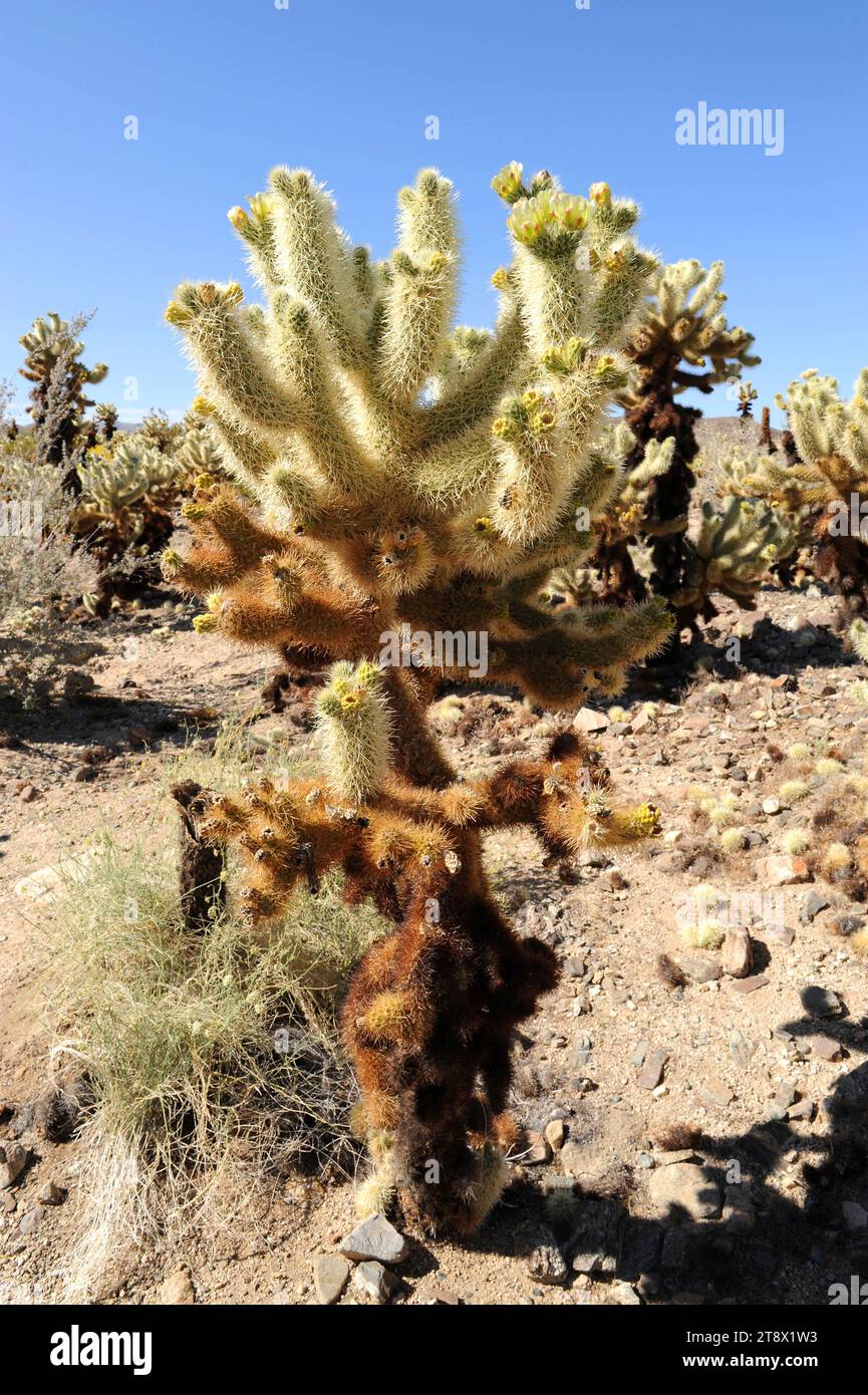 Teddy bear cholla (Cylindropuntia bigelovii or Opuntia bigelovii) is a ...