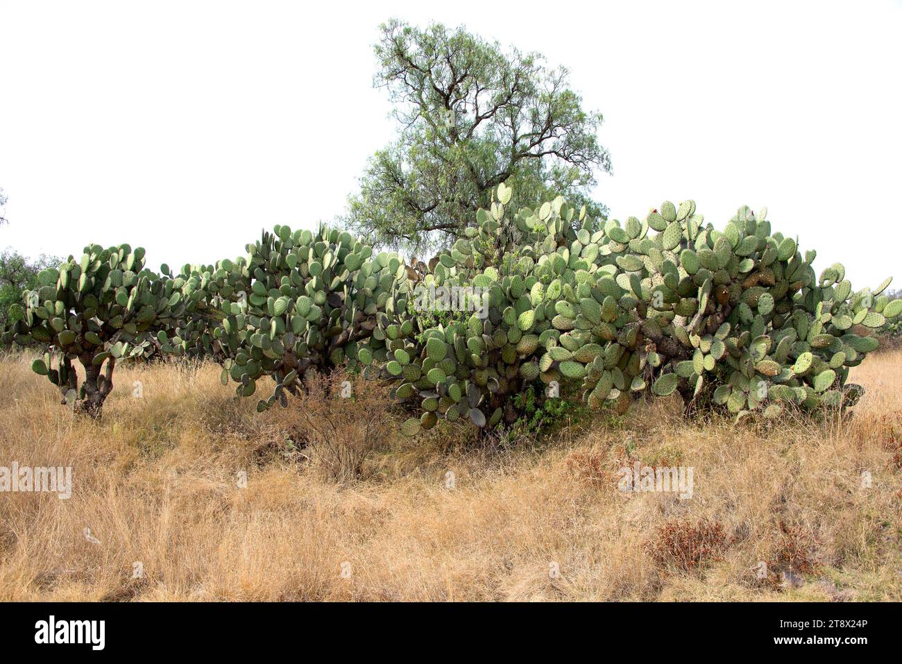 Opuntis ficus indica hi-res stock photography and images - Alamy