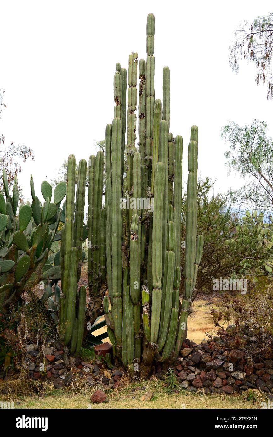 Organo cactus hi-res stock photography and images - Alamy