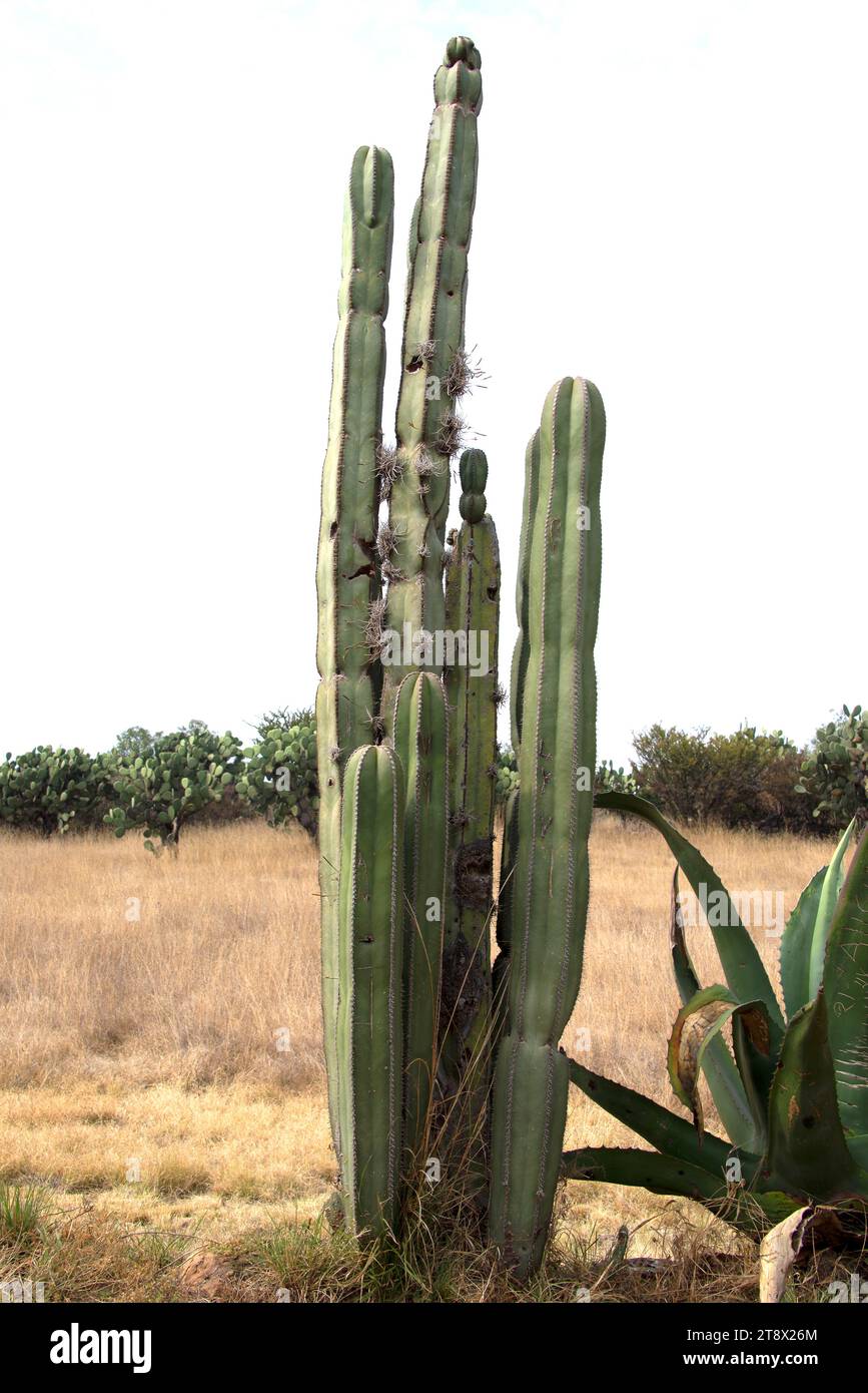 Cactus organo or chilayo (Pachycereus marginatus) is a columnar cactus ...