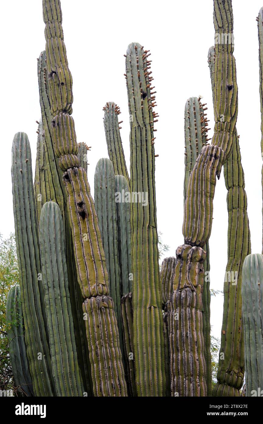 Mexican giant cardon or elephant cactus (Pachycereus pringlei) is a ...