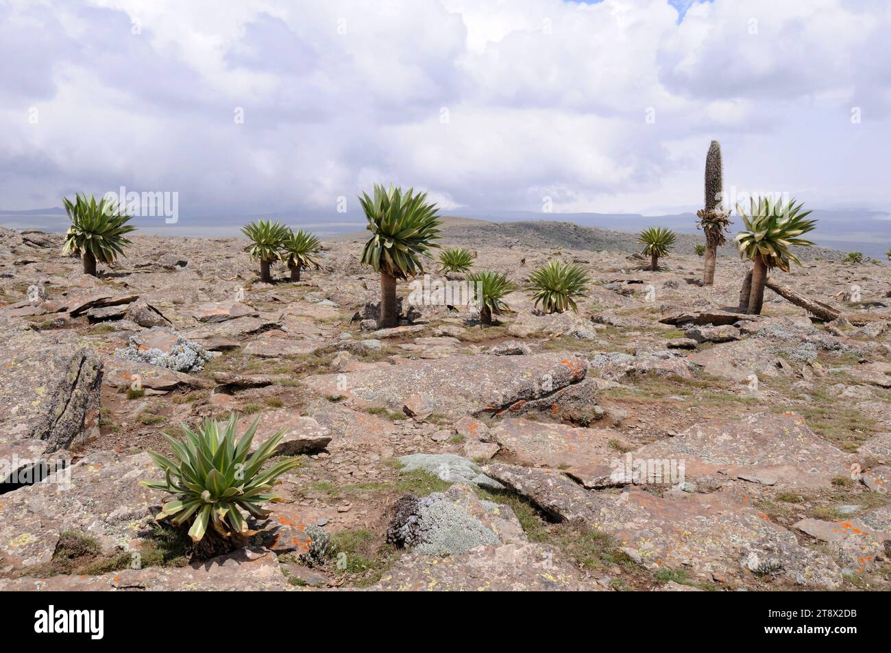 Giant lobelia (Lobelia rhynchopetalum) is a plant endemic to Ethiopia ...