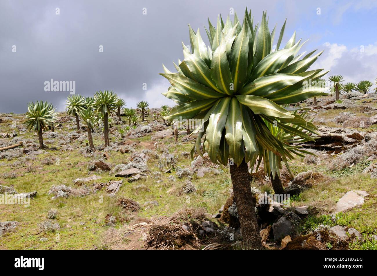 Giant lobelia (Lobelia rhynchopetalum) is a plant endemic to Ethiopia ...