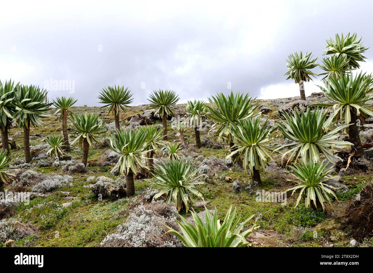 Giant lobelia (Lobelia rhynchopetalum) is a plant endemic to Ethiopia ...