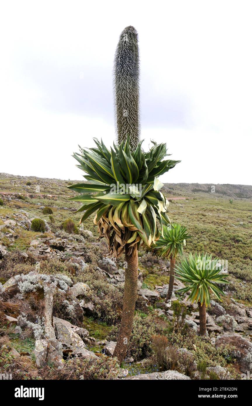 Giant lobelia (Lobelia rhynchopetalum) is a plant endemic to Ethiopia ...