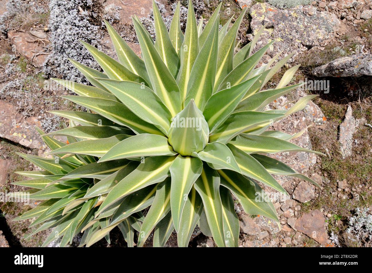 Giant lobelia (Lobelia rhynchopetalum) is a plant endemic to Ethiopia ...