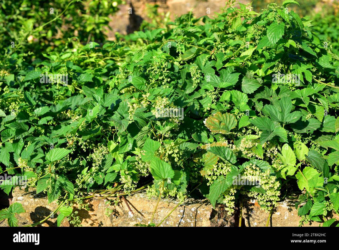 Hop (Humulus lupulus) is a climbing deciduous plant native to Europe ...