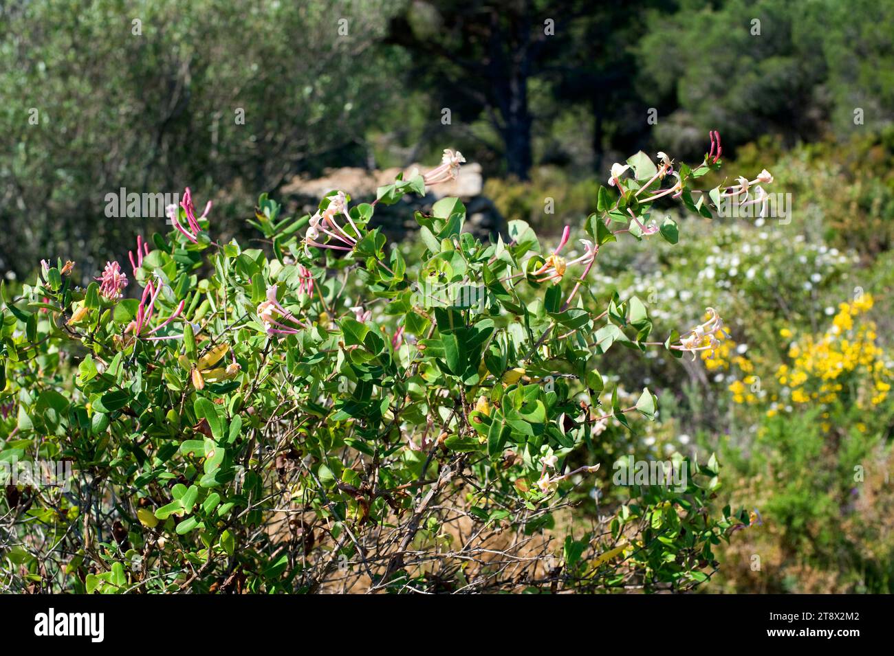 Mediterranean honeysuckle (Lonicera implexa) is a climbing shrub native ...