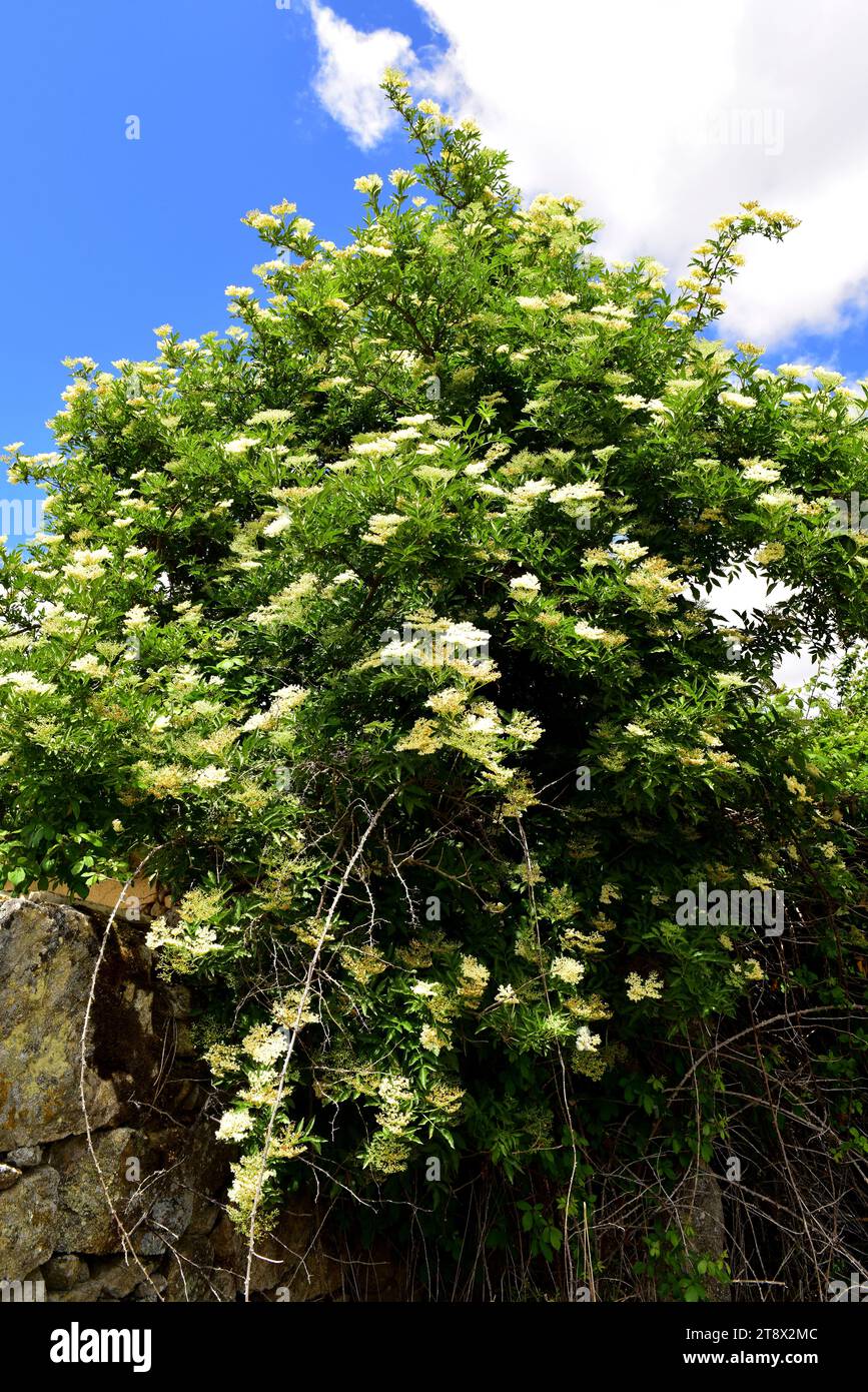 European elder hi-res stock photography and images - Alamy