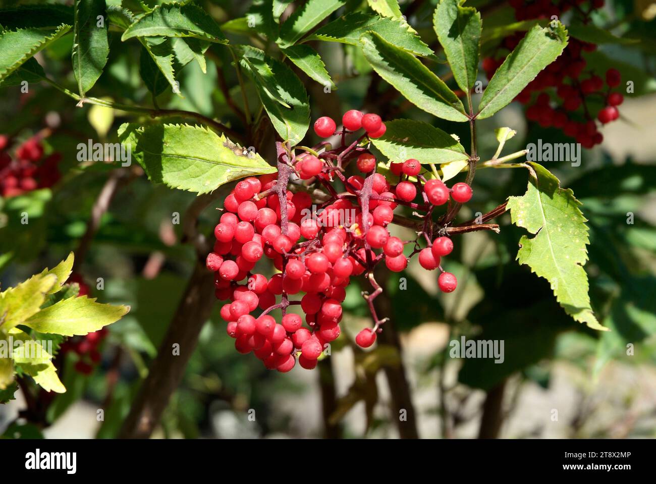 Red elderberry (Sambucus racemosa) is a big shrub or little tree native ...