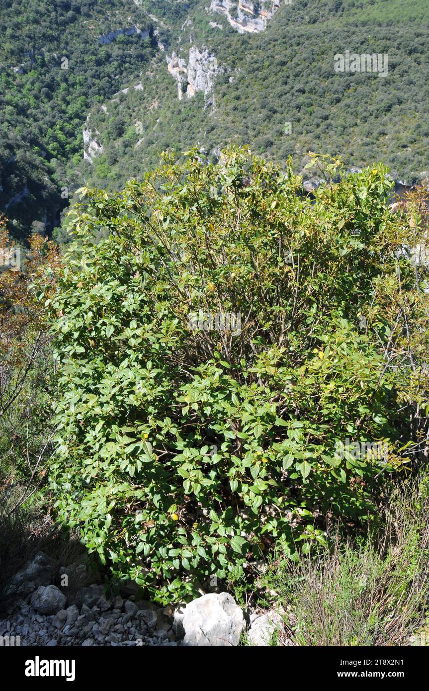 Wayfarer or wayfaring tree (Viburnum lantana) is a big deciduous shrub ...