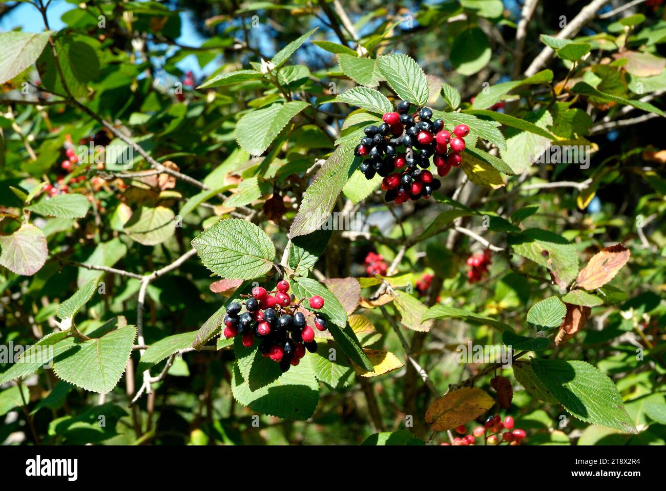 Wayfarer or wayfaring tree (Viburnum lantana) is a big deciduous shrub ...