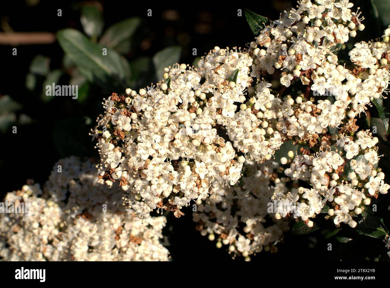 Laurustinus viburnum (Viburnum tinus) is an evergreen shrub native to ...