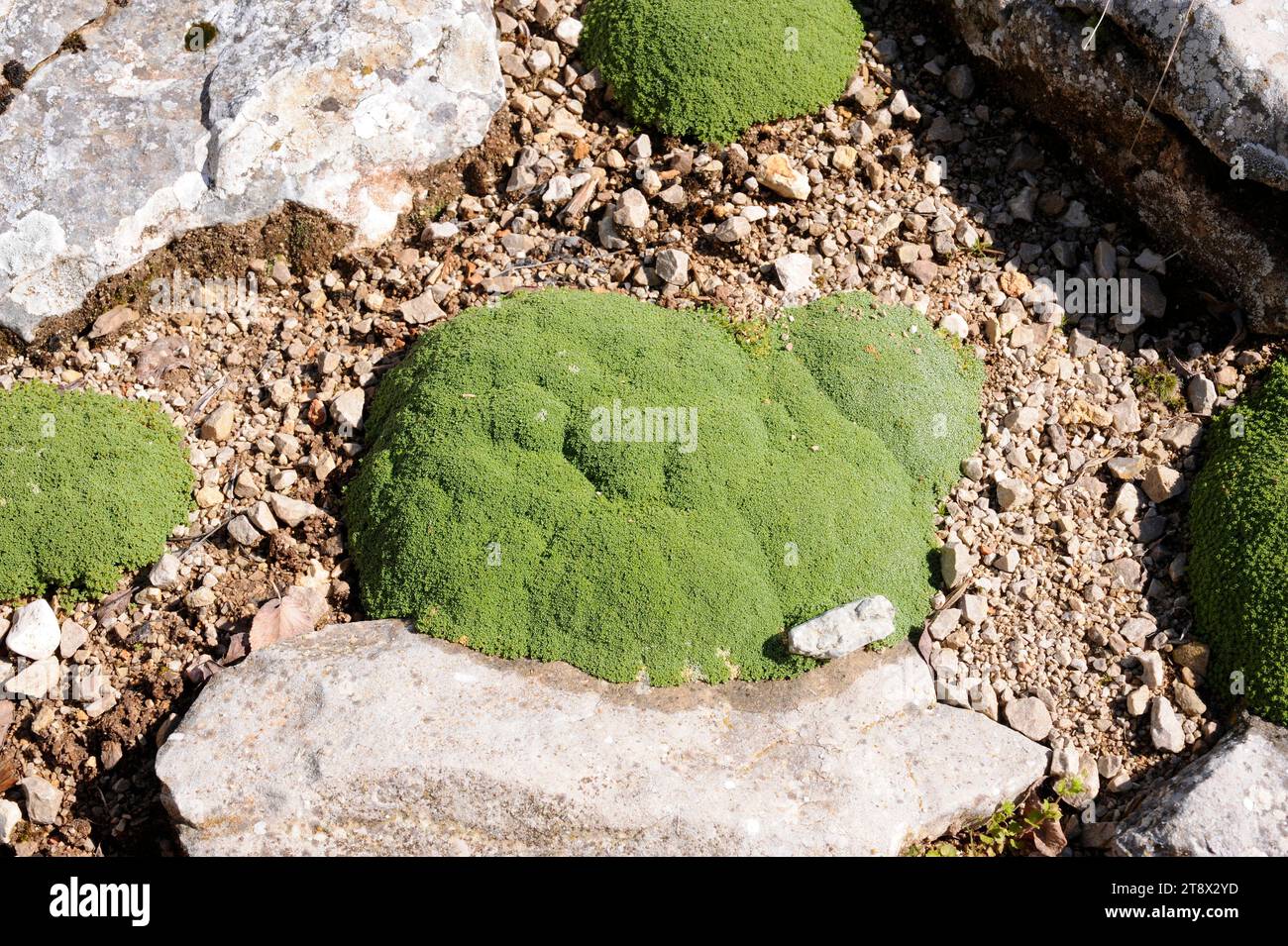 Arenaria alfacarensis is a perennial like-moss plant native to ...