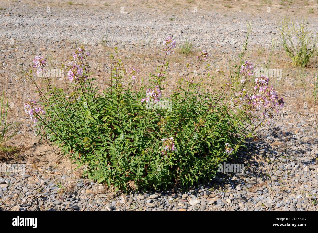Common soapwort, crow soap or soapweet (Saponaria officinalis) is a ...