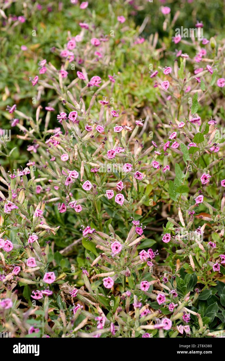 Woody catchfly (Silene fruticosa) is an endangered species native to ...