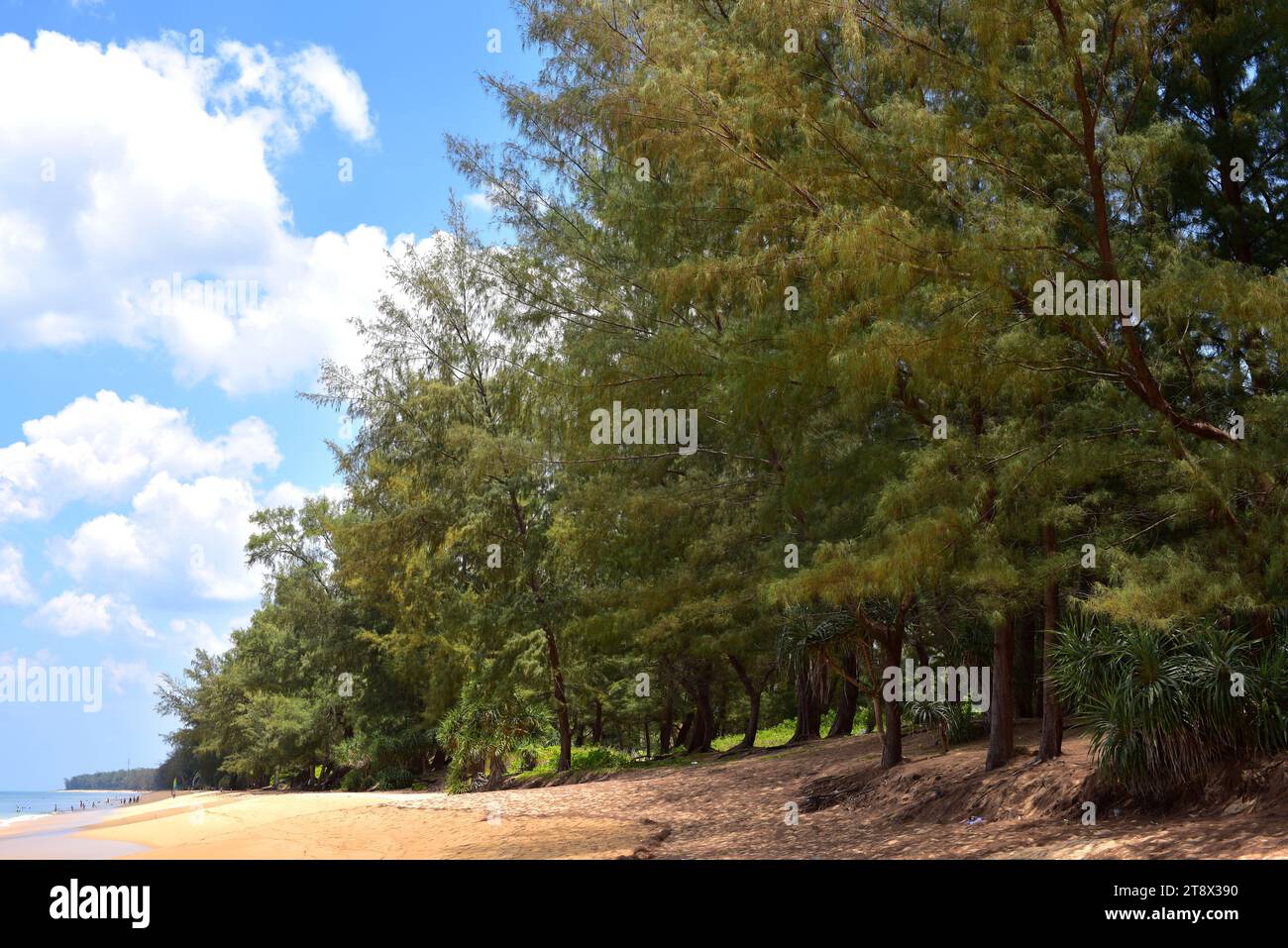 Australian pine tree (Casuarina equisetifolia) is an evergreen tree ...