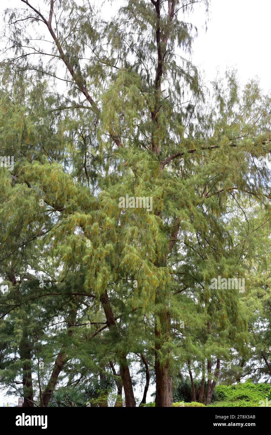 Australian pine tree (Casuarina equisetifolia) is an evergreen tree ...