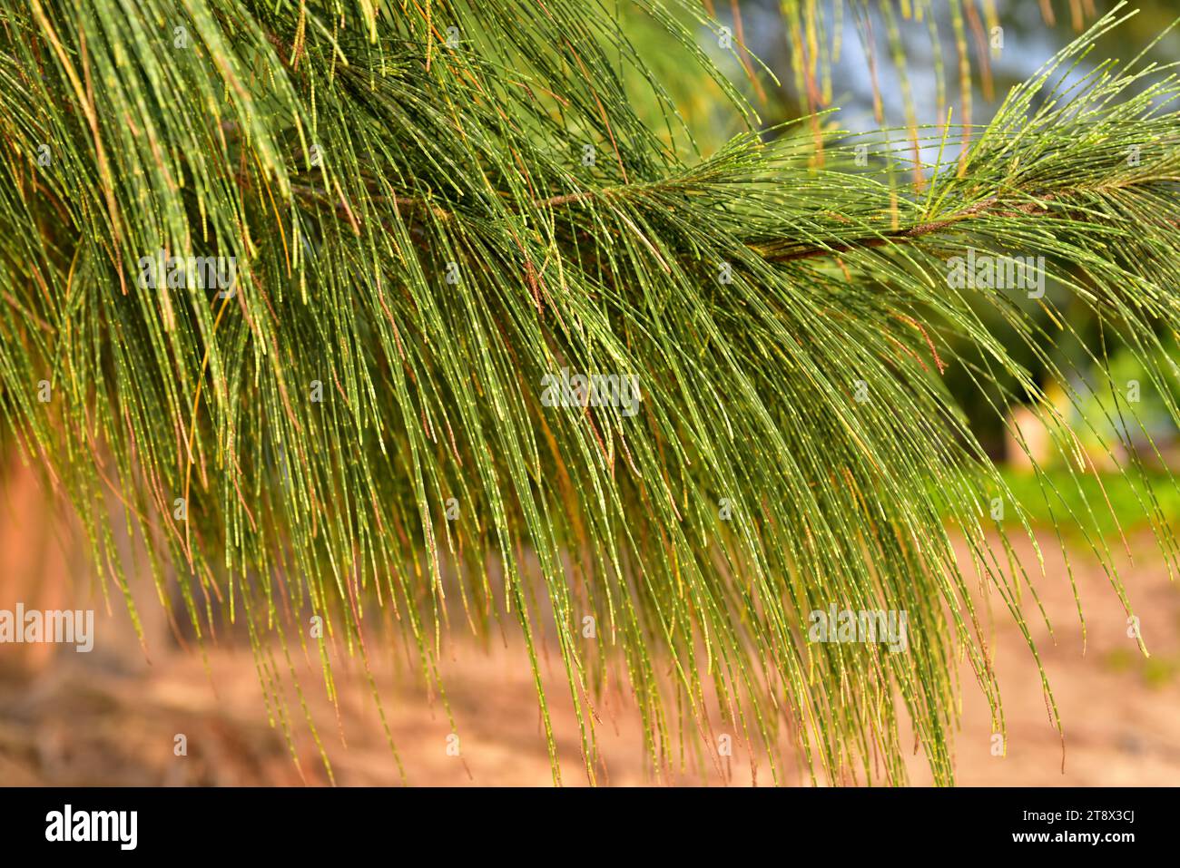 Australian pine tree (Casuarina equisetifolia) is an evergreen tree ...