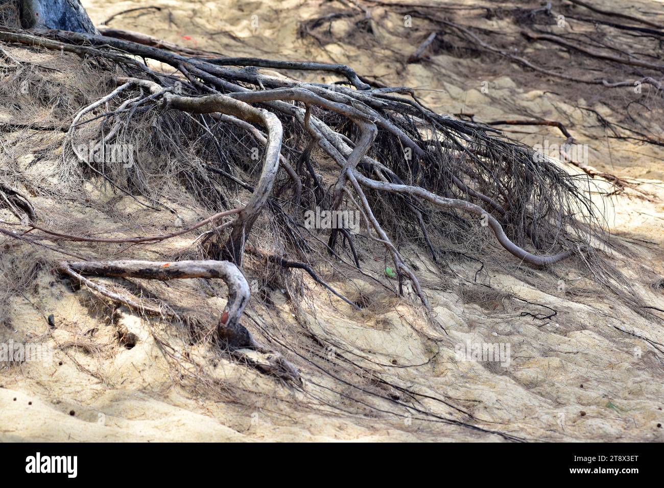 Australian native pine tree hi-res stock photography and images - Alamy