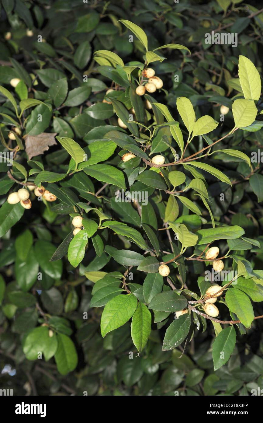 Cassine papillosa hi-res stock photography and images - Alamy