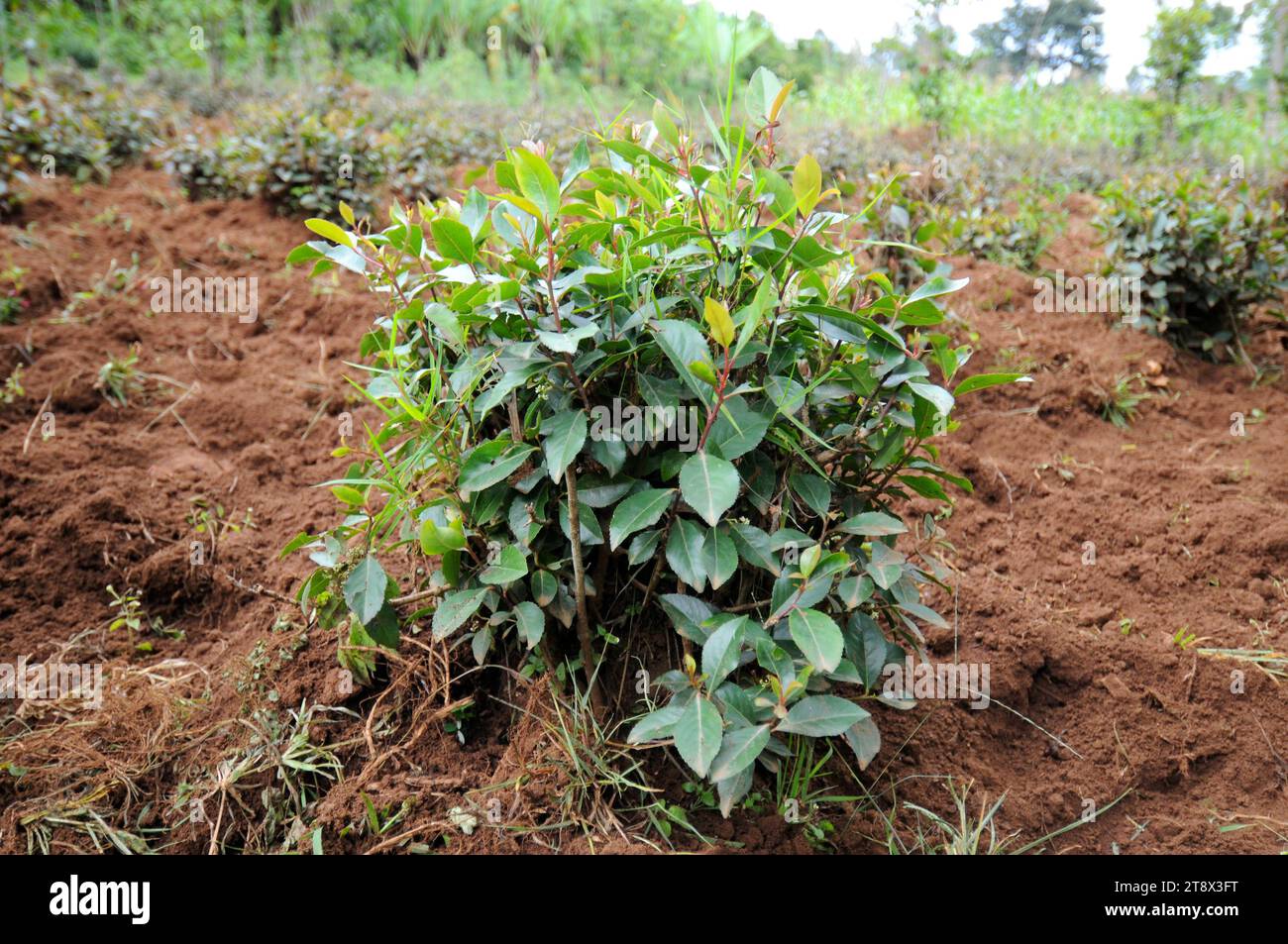 Khat catha edulis hi-res stock photography and images - Alamy