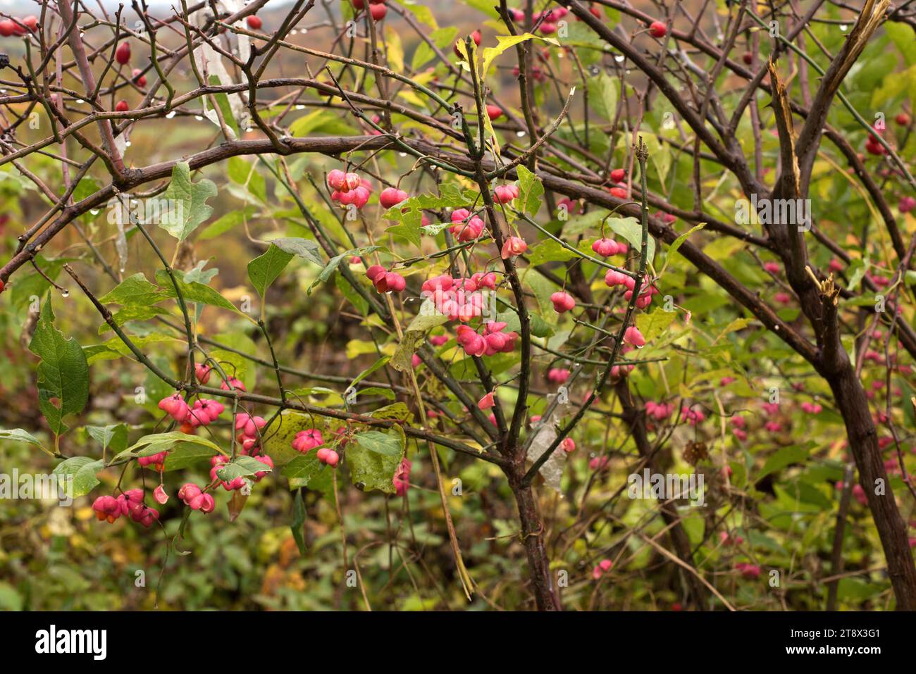 European spindle (Euonymus europaeus) is a deciduous shrub or a small ...