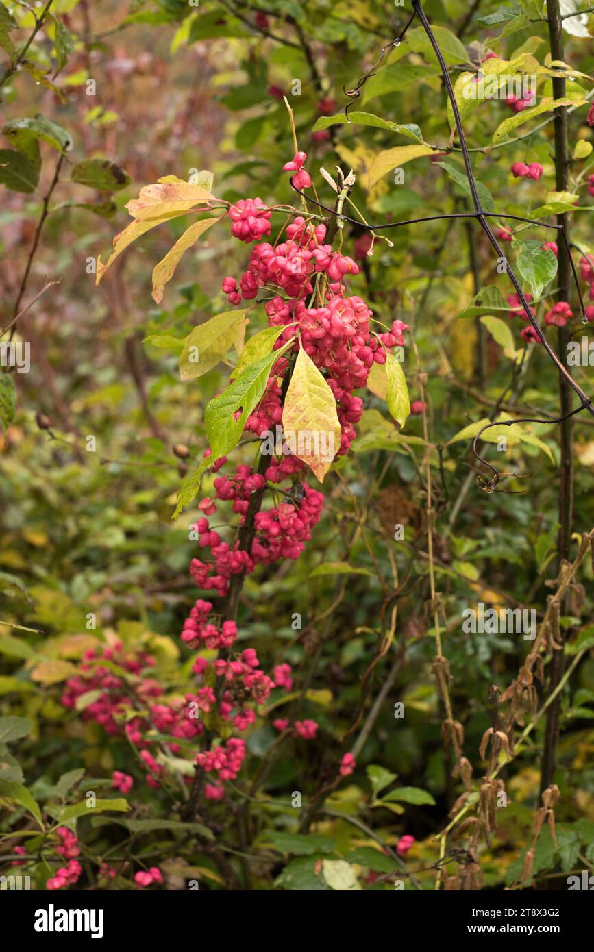 European spindle (Euonymus europaeus) is a deciduous shrub or a small ...