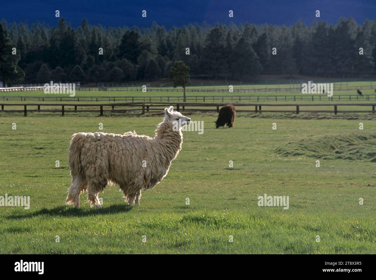 Llama ranch hi-res stock photography and images - Alamy