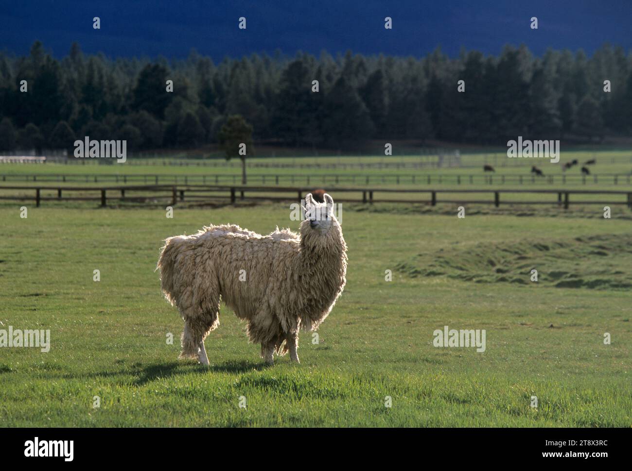 Llama ranch, Sisters, Oregon Stock Photo - Alamy