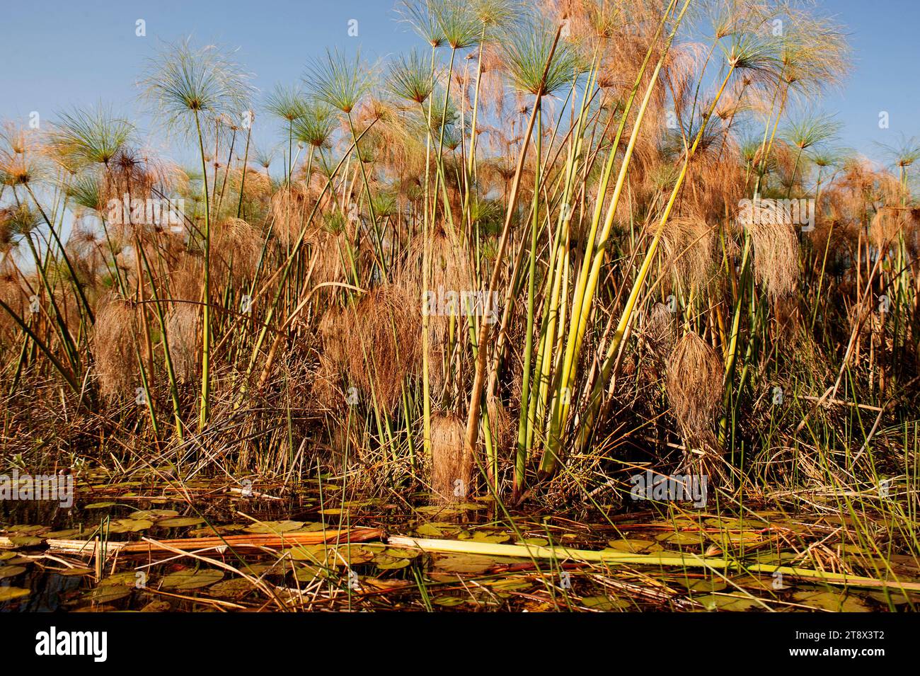 Papyrus sedge or Nile grass (Cyperus papyrus) is an aquatic perennial ...