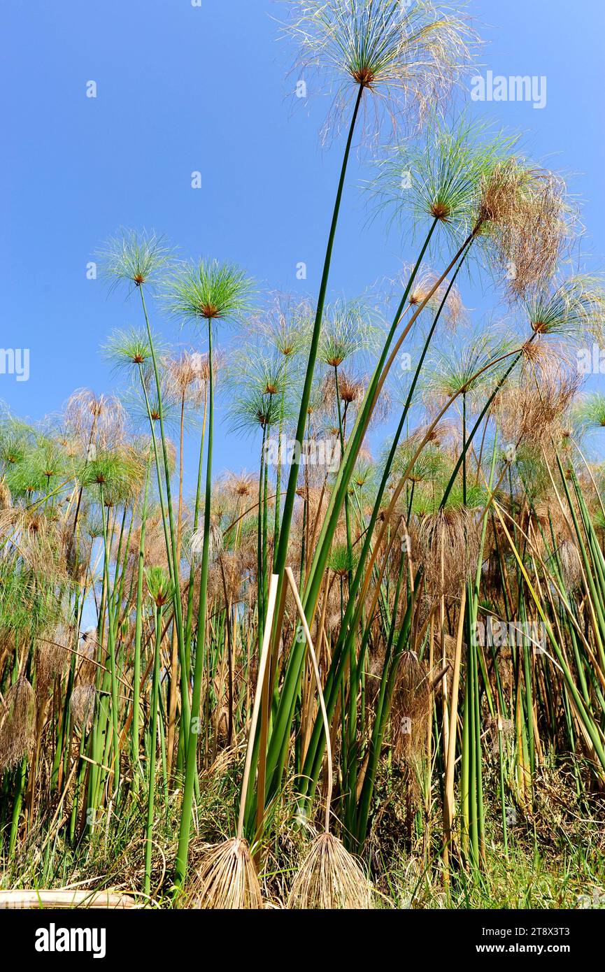 Papyrus sedge or Nile grass (Cyperus papyrus) is an aquatic perennial ...