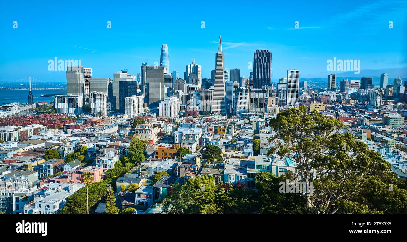 Sycamore tree overlooking San Francisco residential buildings with ...