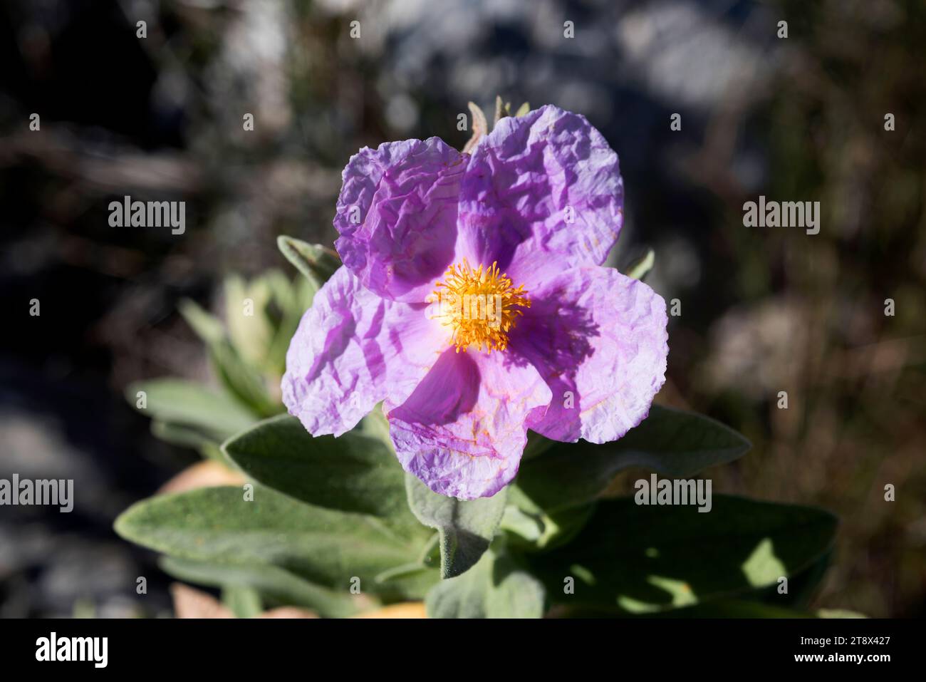 Flower native to north africa hi-res stock photography and images - Alamy