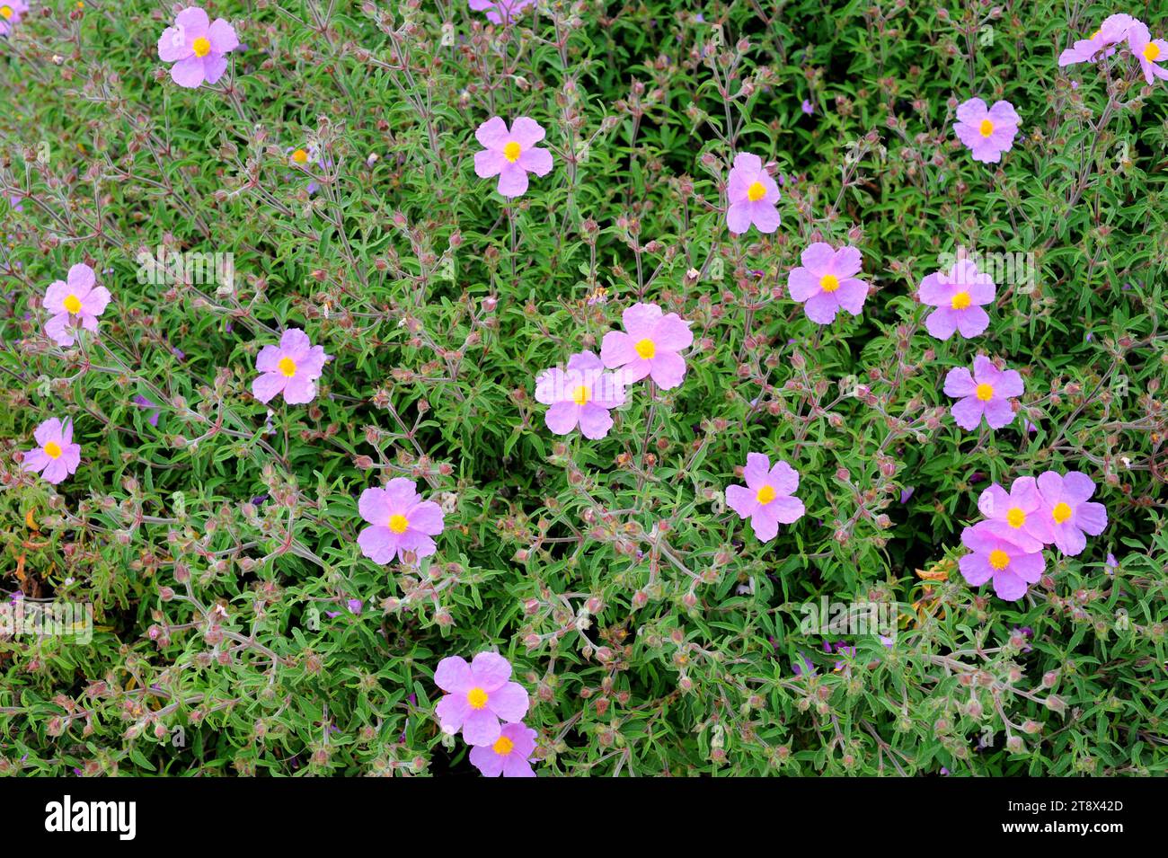 Pink rock-rose (Cistus creticus) is a shrub native to Mediterranean ...