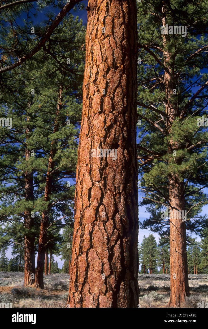 Ponderosa pine (Pinus ponderosa) at Cabin Lake Campground, Deschutes ...