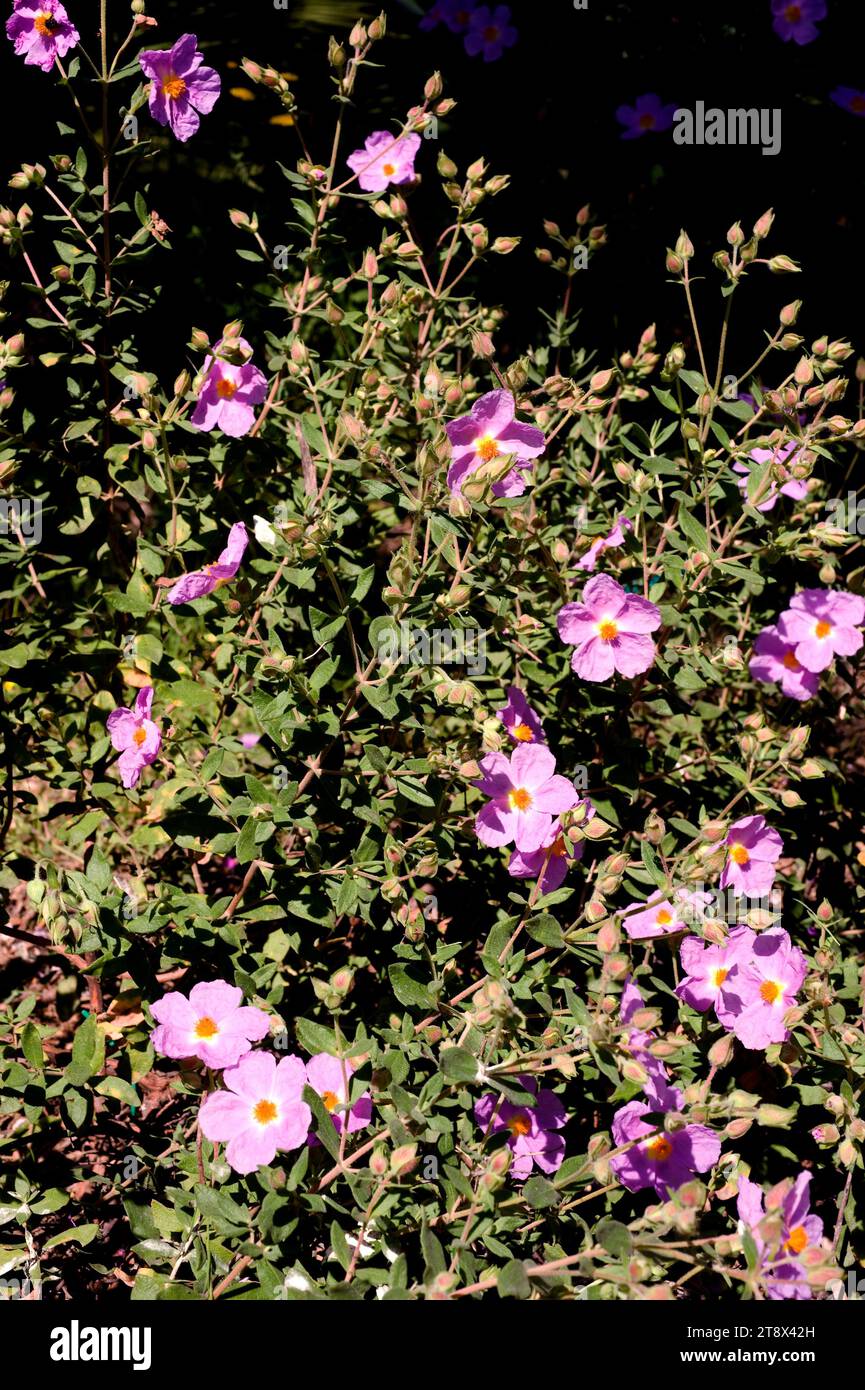 Jara de Cartagena (Cistus heterophyllus) is a shrub native to south ...