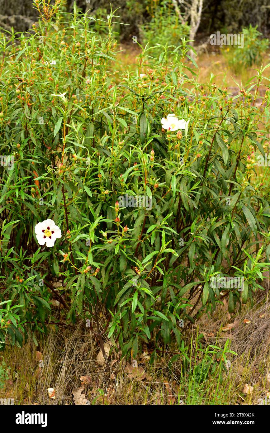 Laudanum (Cistus ladanifer) is a shrub native to western Mediterranean ...