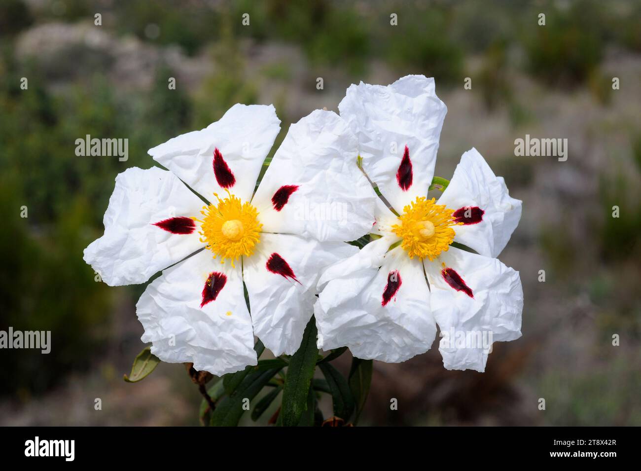 Laudanum (Cistus ladanifer) is a shrub native to western Mediterranean ...