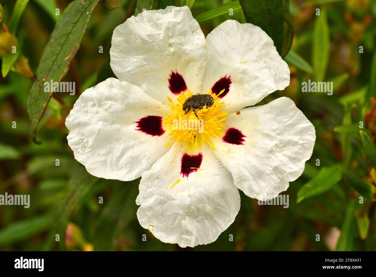 Laudanum (Cistus ladanifer) is a shrub native to western Mediterranean ...