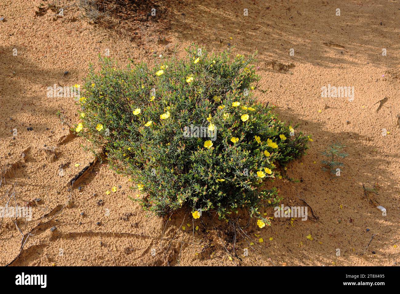 Jaguarzo amarillo (Halimium calycinum) is a shrub native to south ...